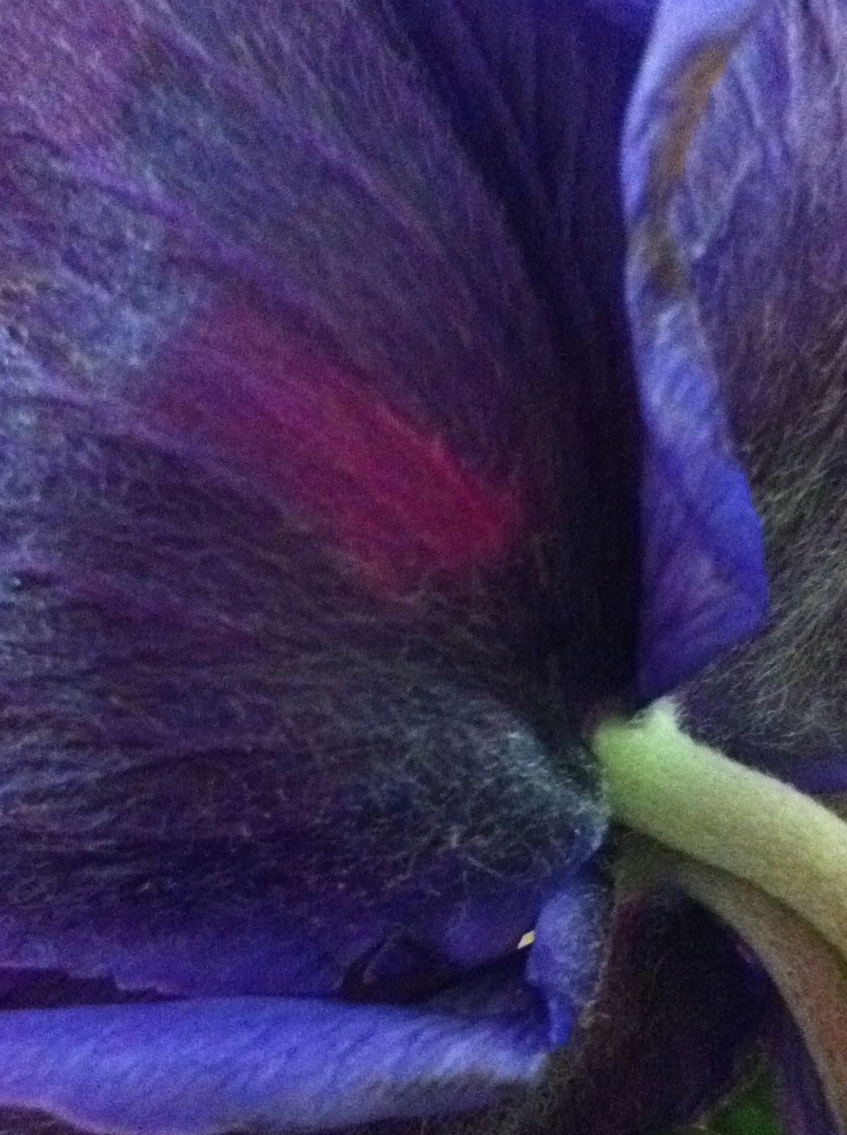 Careless Talk - FINDING NEVERLAND WITH ANH-THO