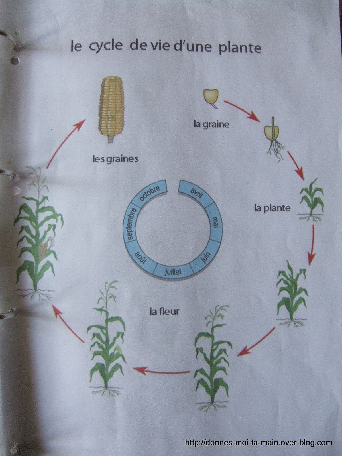 le cycle de vie d'une plante: première "approche" sous forme de fiches ...