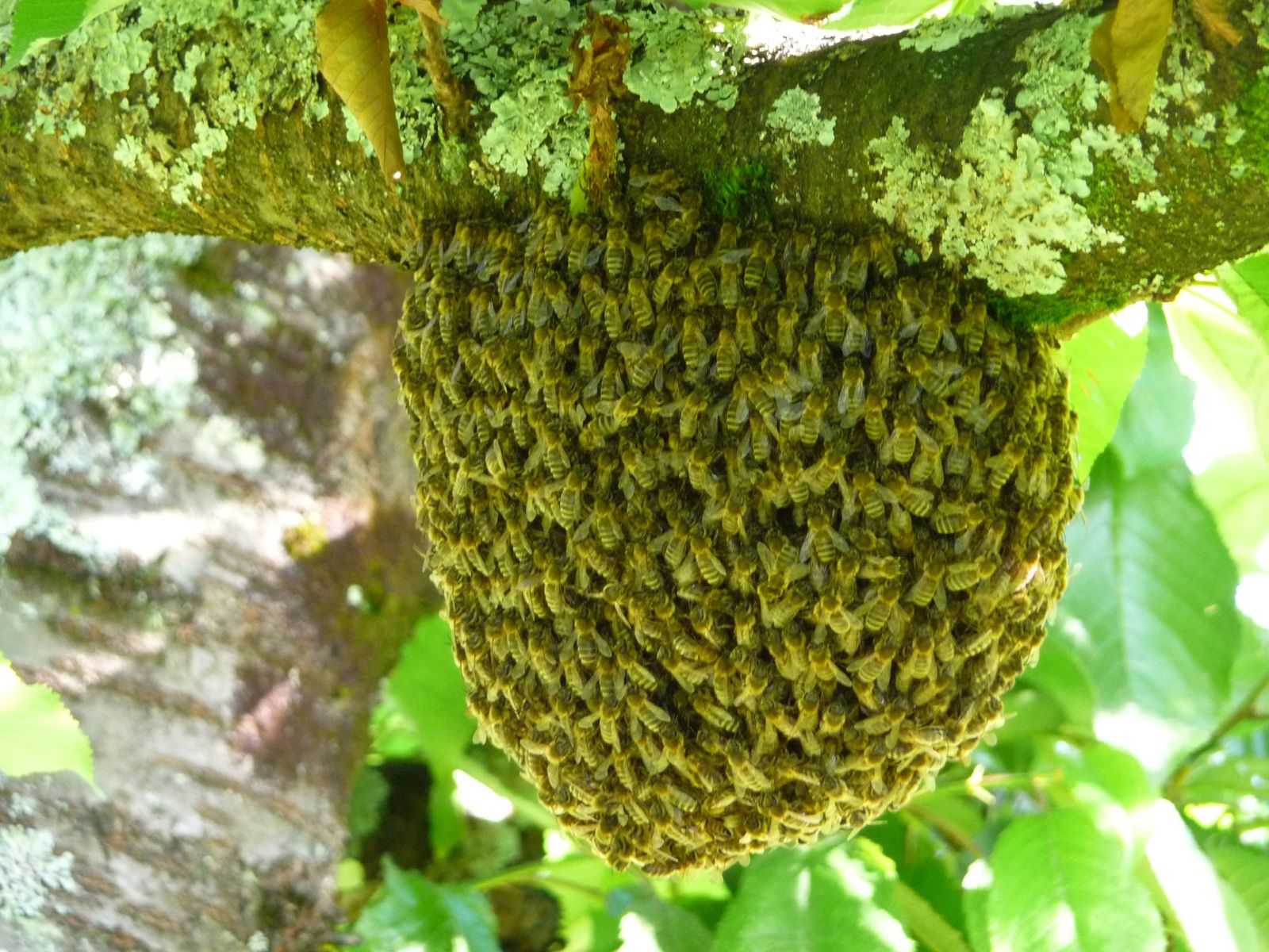 Un essaim d'abeilles dans mon cerisier - Cuisine saveurs... et nature Un essaim d'abeilles dans mon cerisier - Cuisine saveurs... et nature