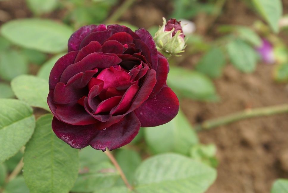 Mon dimanche soir en musique : Une pensée pour Madiba - coco Magnanville