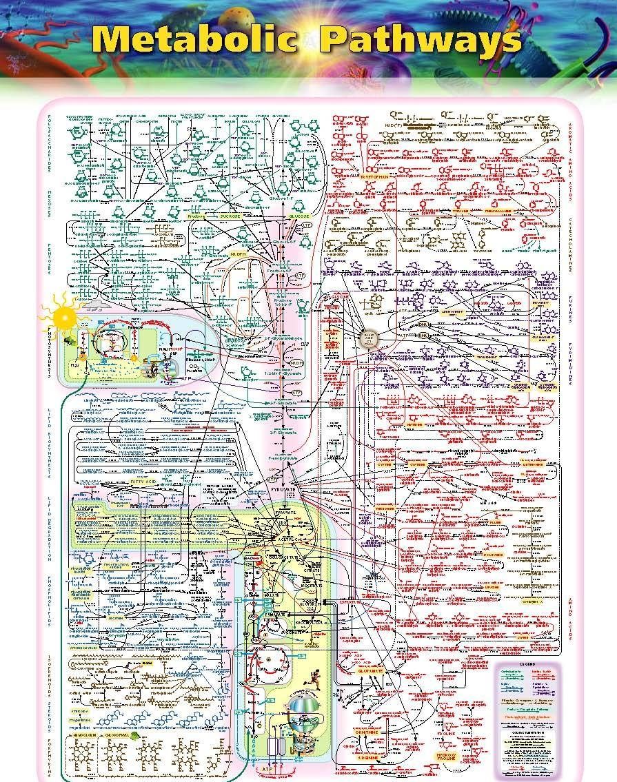 Mapa de las Rutas Metabólicas - Usuarioscolon.over-blog.com