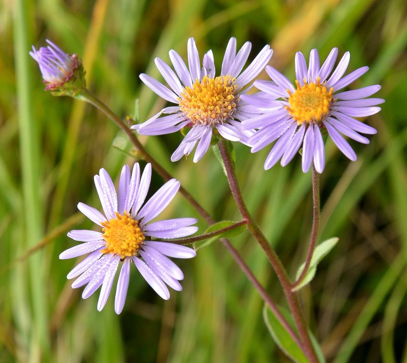 Aster amellus L. aster amelle - Le blog entre-semnoz-et-chéran