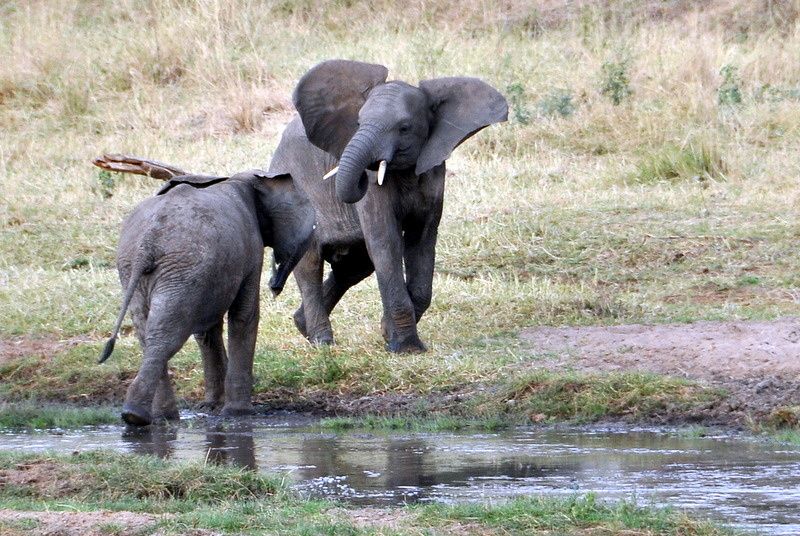 TEMBO : Les éléphants - Le monde de Tojak