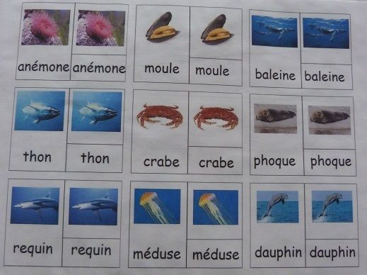 Projet Océans (1) - Un an d'école