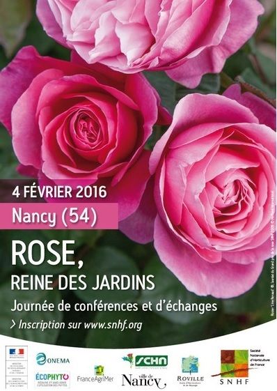 La Rose, Reine des Jardins à Nancy - Le blog de rosier verdun