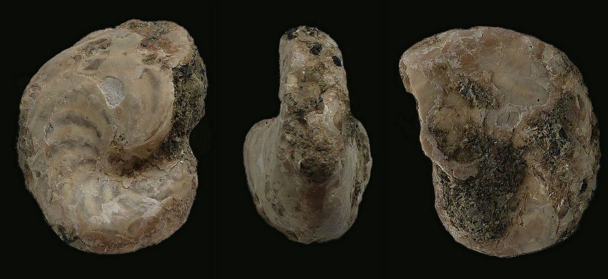 Aturia aturi - BAJOCIEN14.COM