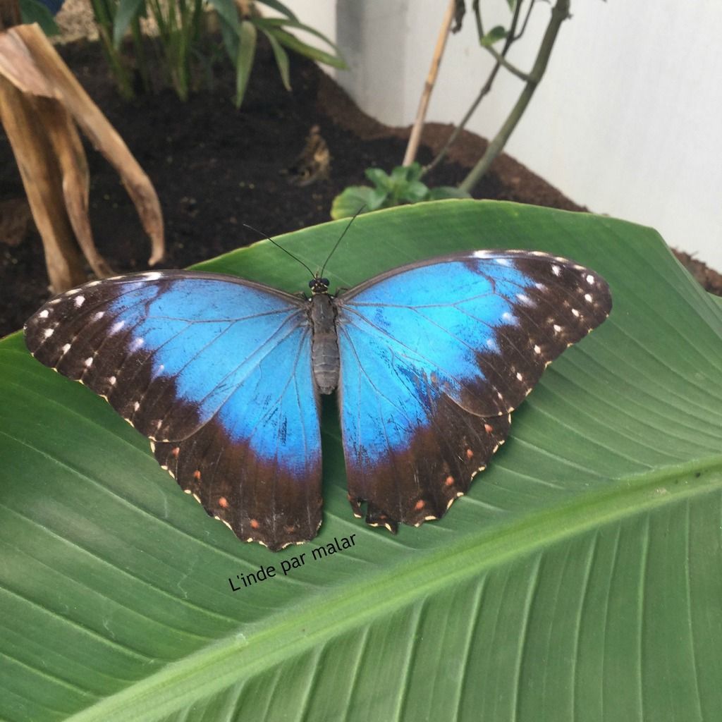 L'exposition sensational butterflies - mizuki