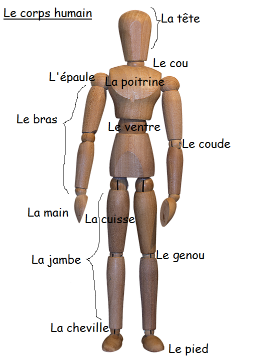 Le corps humain - Apprendre le français avec et pour vos enfants.