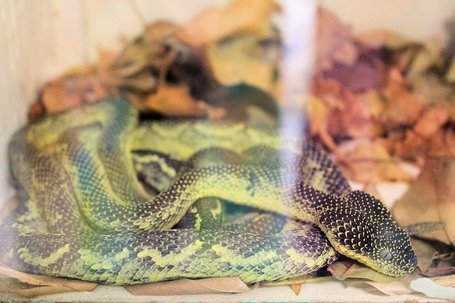 Bio Ken Snake Farm, Watamu