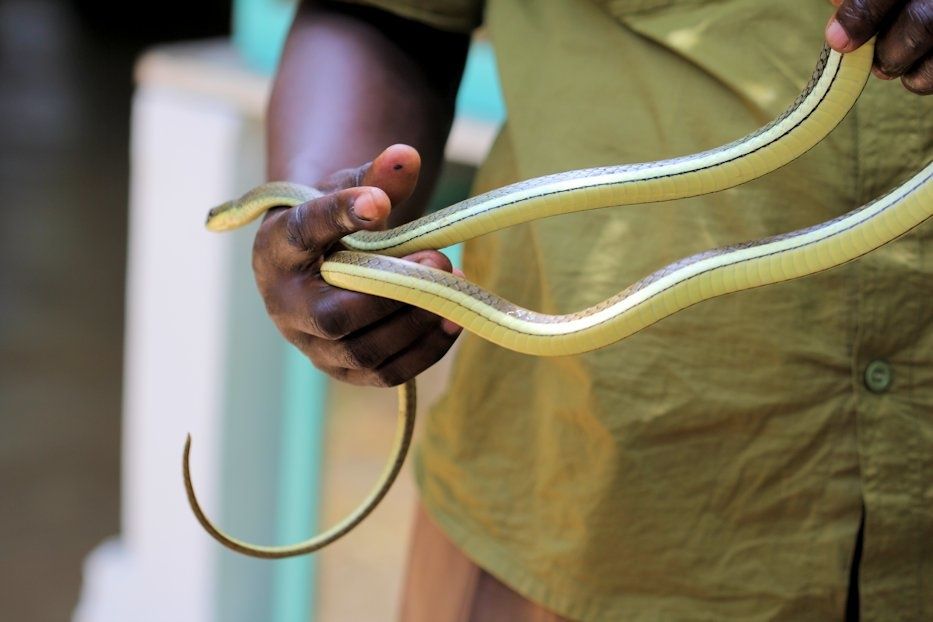 Bio Ken Snake Farm, Watamu