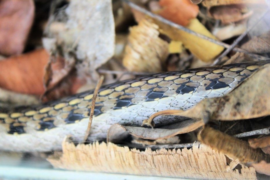 Bio Ken Snake Farm, Watamu