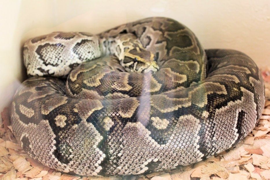 Bio Ken Snake Farm, Watamu