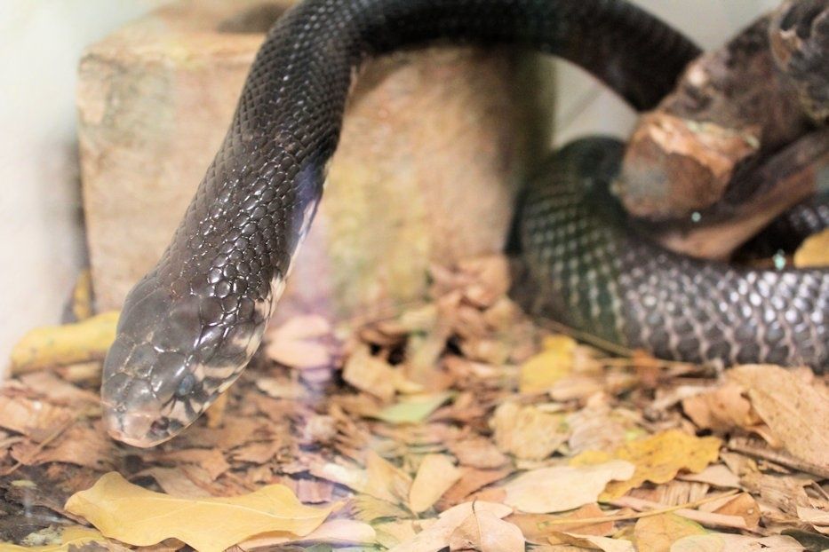 Bio Ken Snake Farm, Watamu