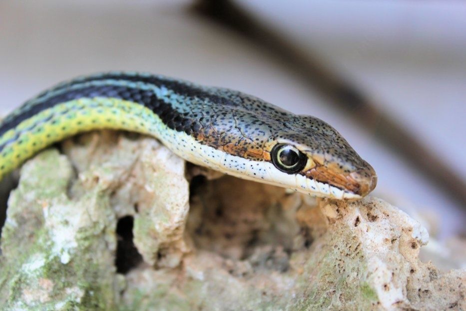 Bio Ken Snake Farm, Watamu