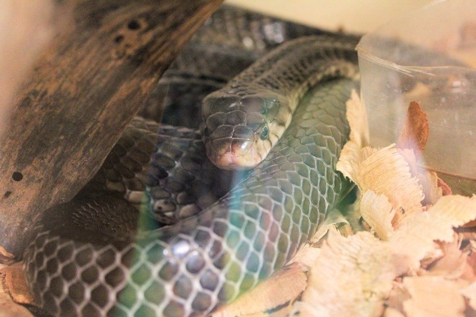 Bio Ken Snake Farm, Watamu