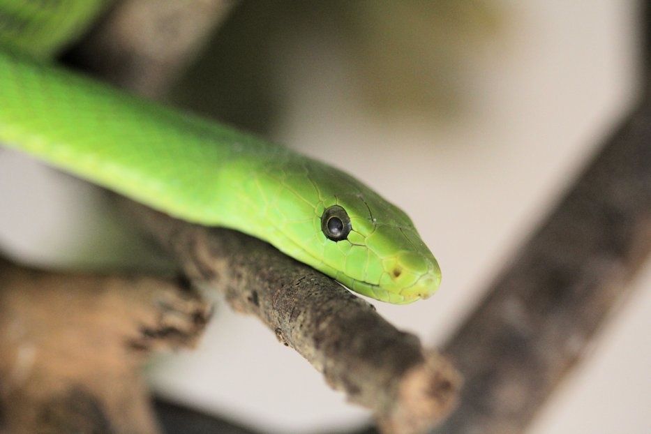 Bio Ken Snake Farm, Watamu