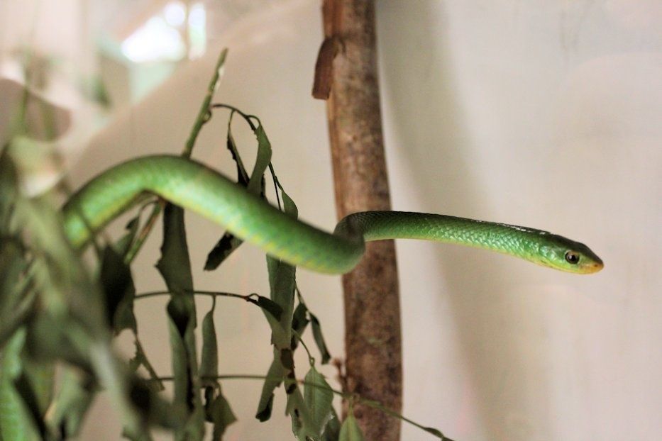 Bio Ken Snake Farm, Watamu