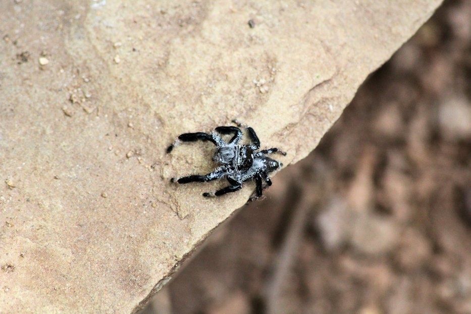 Bio Ken Snake Farm, Watamu