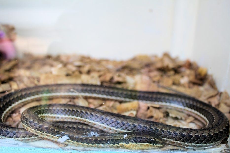 Bio Ken Snake Farm, Watamu