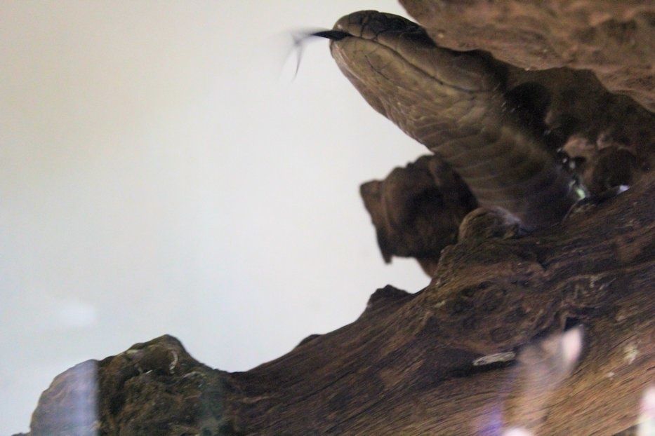 Bio Ken Snake Farm, Watamu