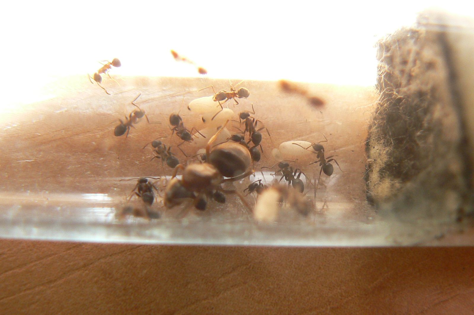 Les Lasius emerginatus société alpha... Toute la petite famille, reine ...