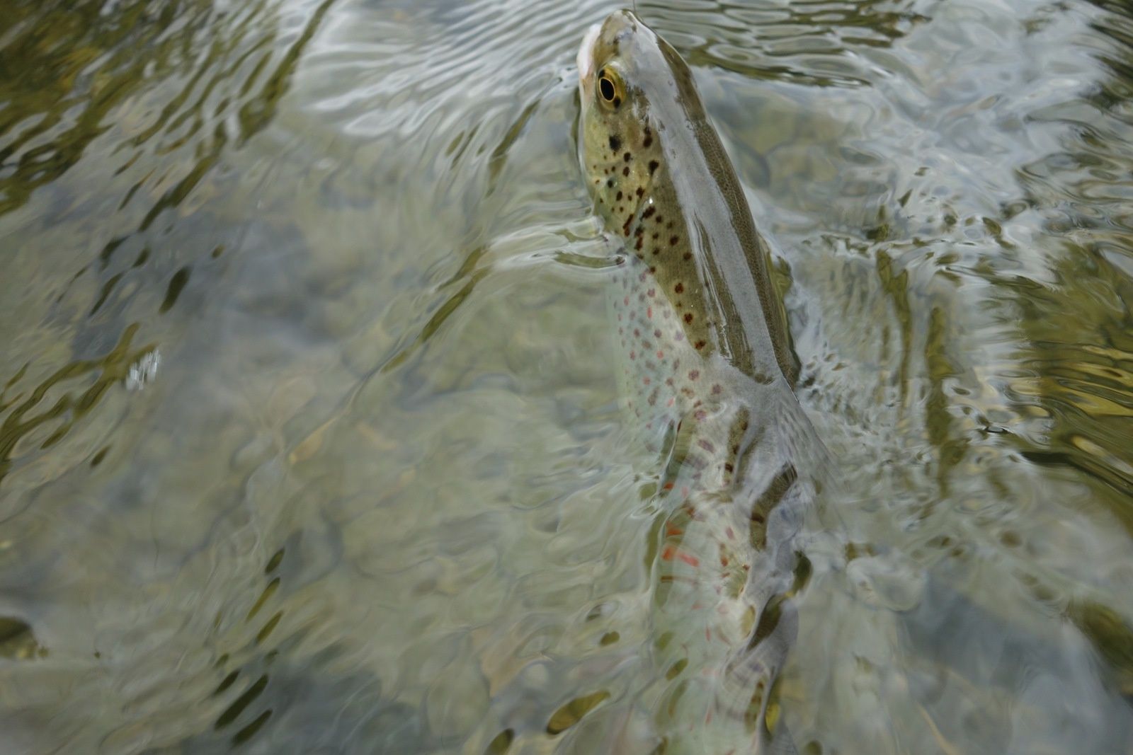 SAGE Z-AXIS 590-4, 9' pieds soie 5 - mouches-de-peche.overblog.com