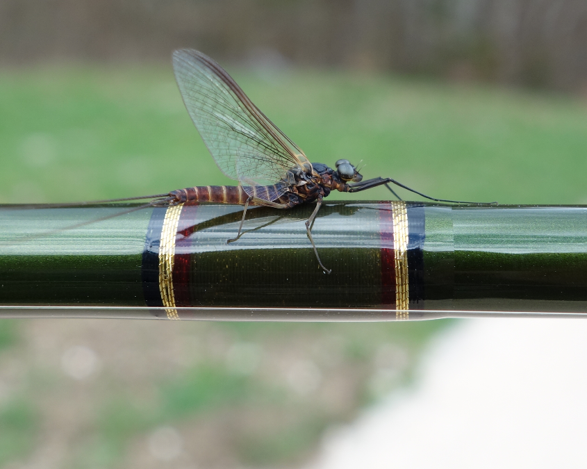 Les insectes aquatiques - mouches-de-peche.overblog.com