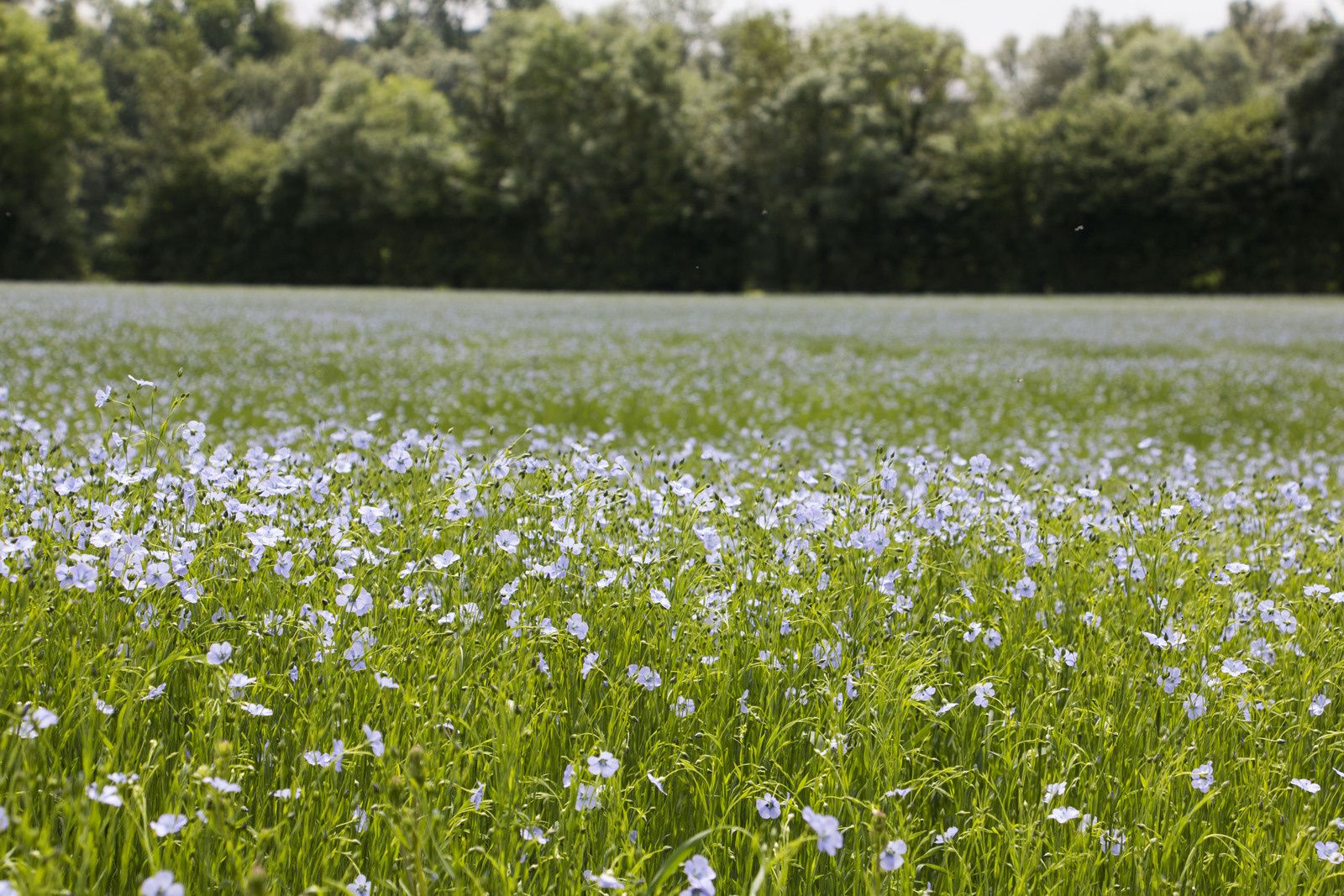 Champ de lin en fleur, derrière la maison. - Brunoderemaucourt.
