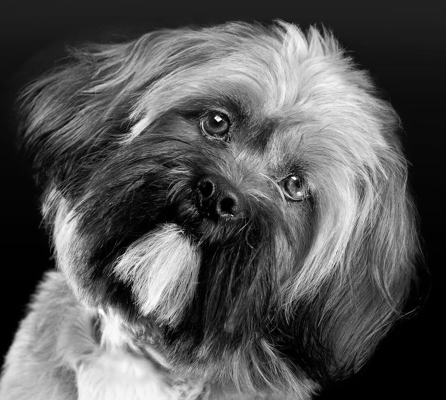 Attention, chien drôlement méchant ! - Humour Actualités Citations et ...