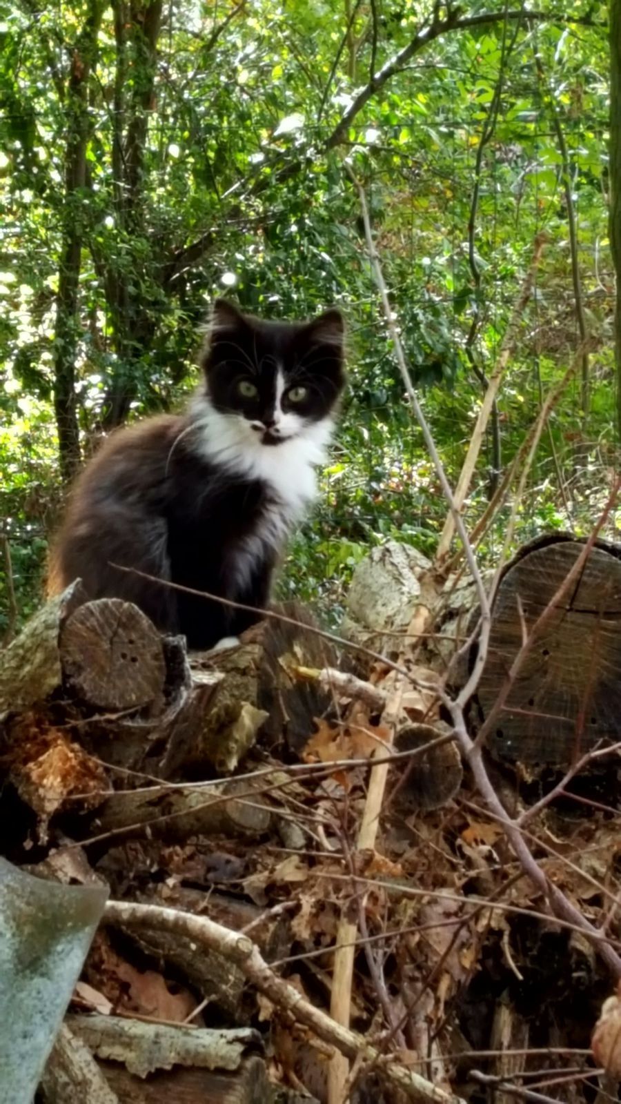 A ADOPTER : 2 jolies petites chattes - Les Amis des Chats de Bligny