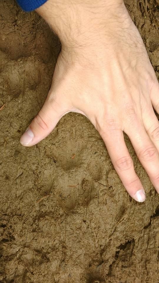 Sur les traces du Lynx boréal - Regards croisés avec la biodiversité