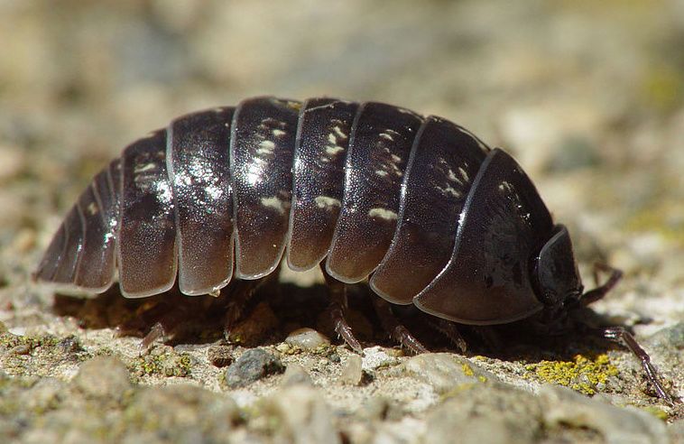 Le cloporte sonne à la porte - La classe de Bouclette