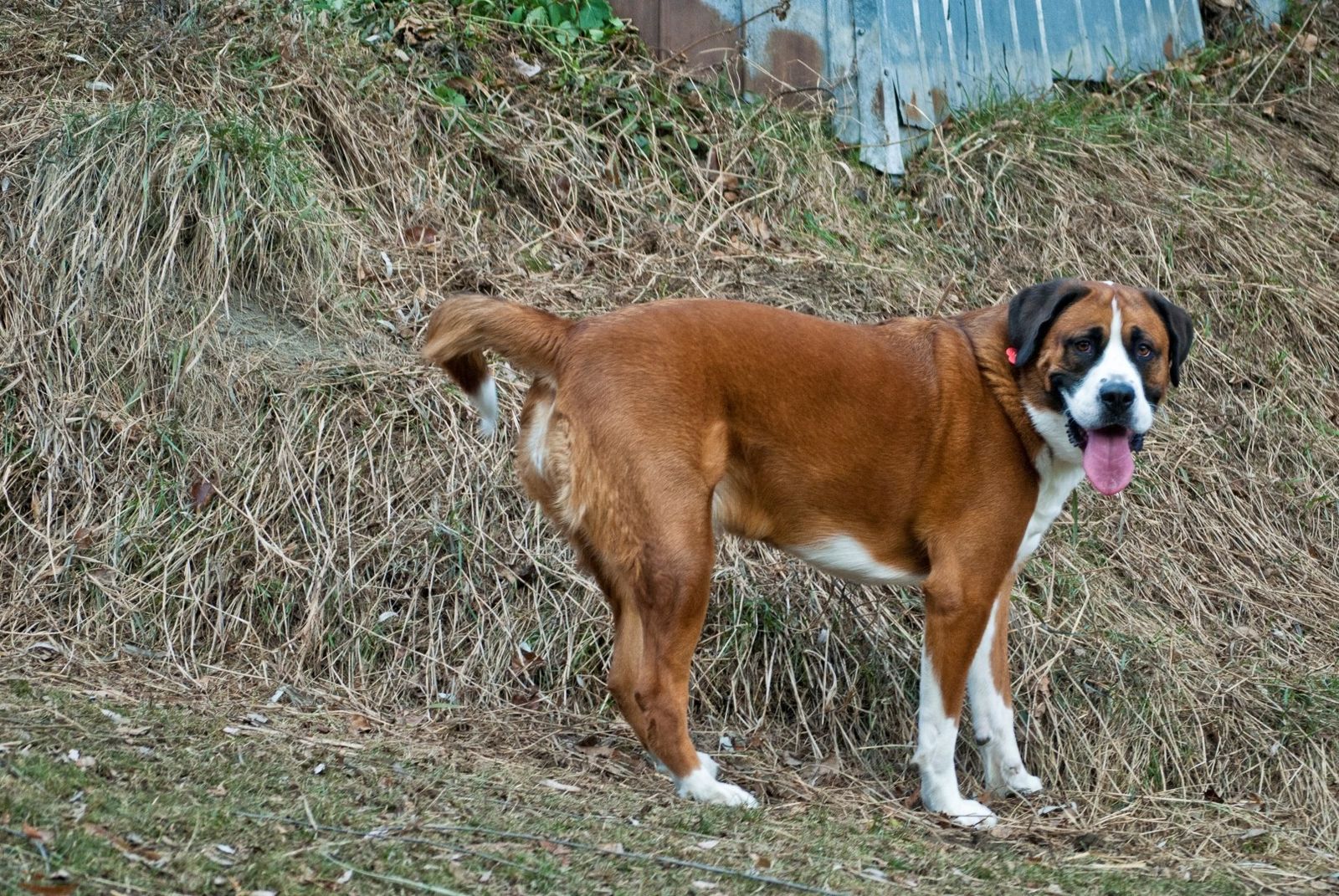 GINGER Ginger est un St-Bernard croisé Boxer-Bouvier Bernois de 2 ans ...