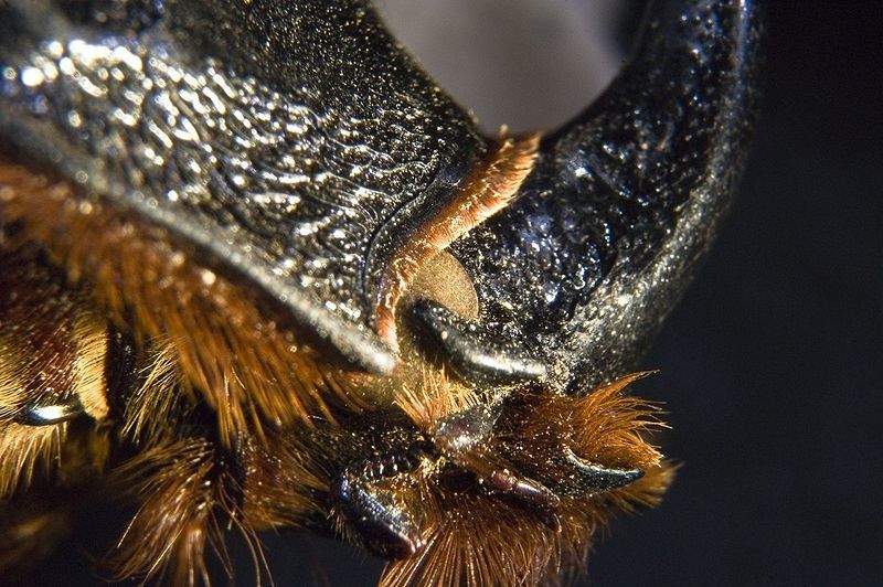 Mon nom? Scarabée rhinocéros ou Dynastinae? (1) - lagazettedesjeudis ...