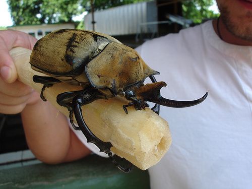 Mon nom? Scarabée rhinocéros ou Dynastinae? (1) - lagazettedesjeudis ...
