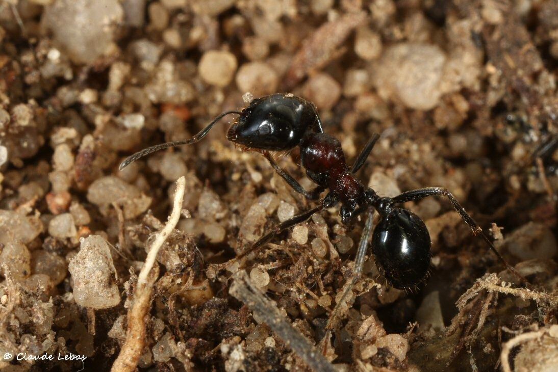 fourmis du Maroc - Myrmecophilie : observation des fourmis dans les ...