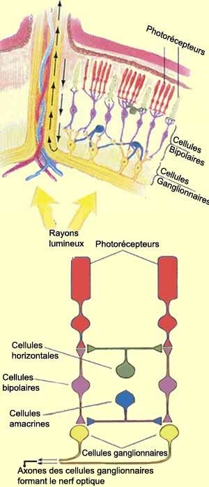 La rétine humaine - tpe2012-13.overblog.com