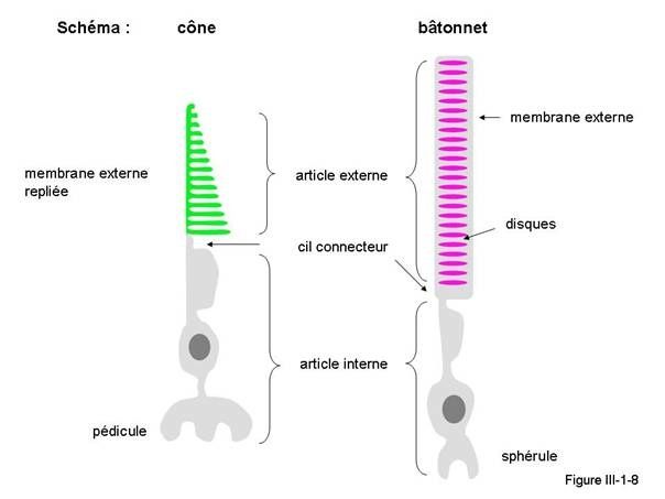 La rétine humaine - tpe2012-13.overblog.com