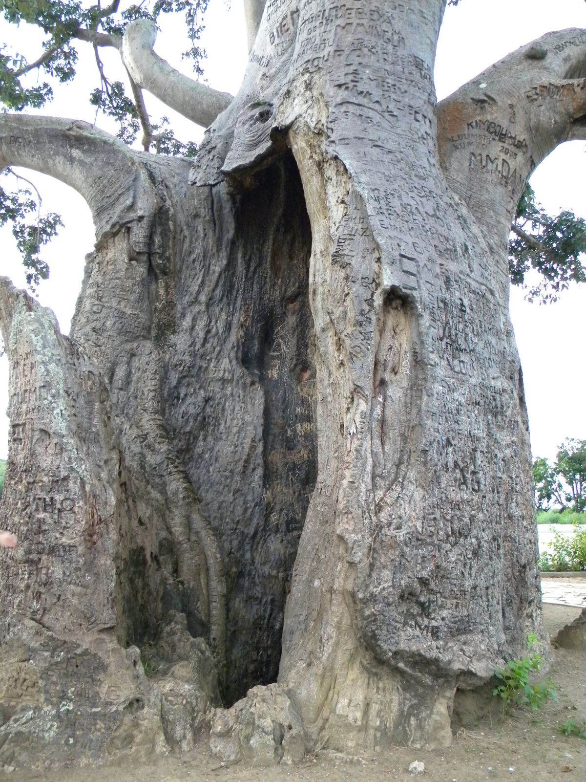 L' arbre de Brazza - angiesylvainaucongo.overblog.com