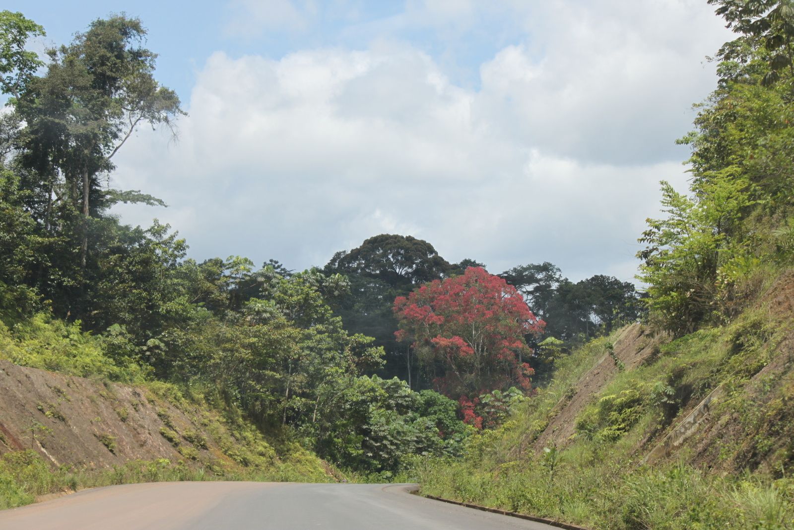 Forêt du Mayombe - angiesylvainaucongo.overblog.com