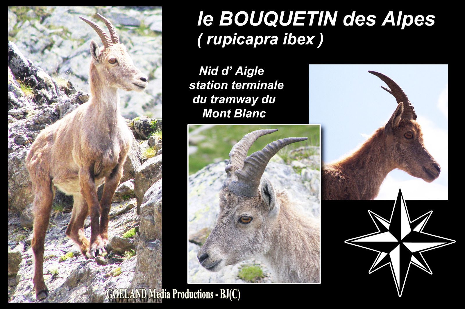 LES BOUQUETINS du NID D'AIGLE ( Pays du Mont Blanc ) - ber.dranreb04 ...