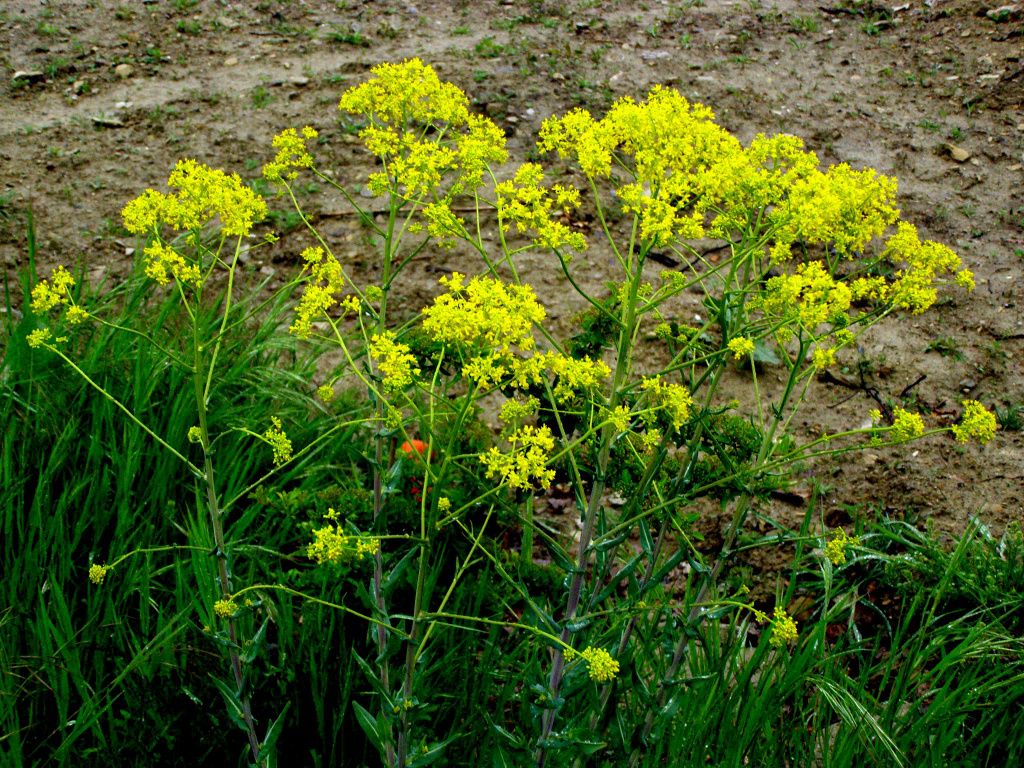 TOUR de PORCHERE - st Michel-l'observatoire - en limite de MANE - ber ...