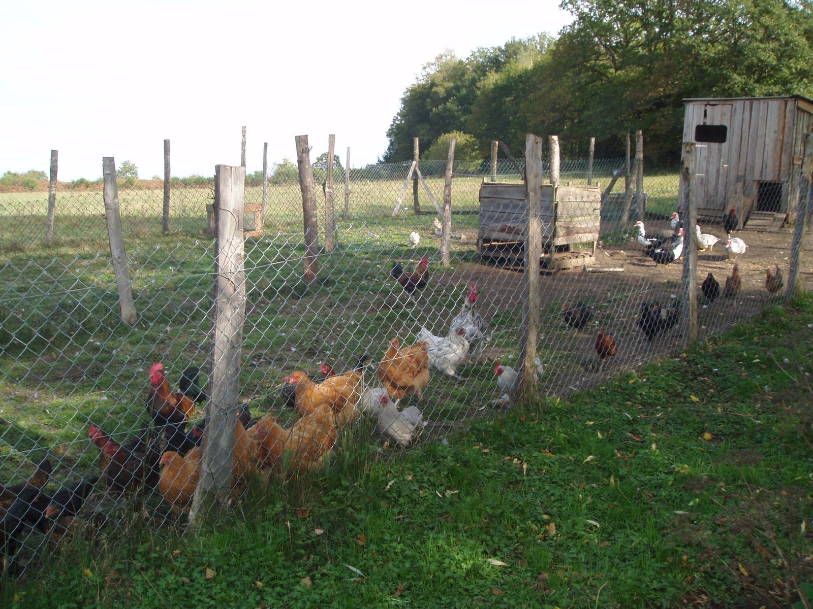 Basse-Cour, Volaille - Poultry - jardinduheronpourpre.overblog.com