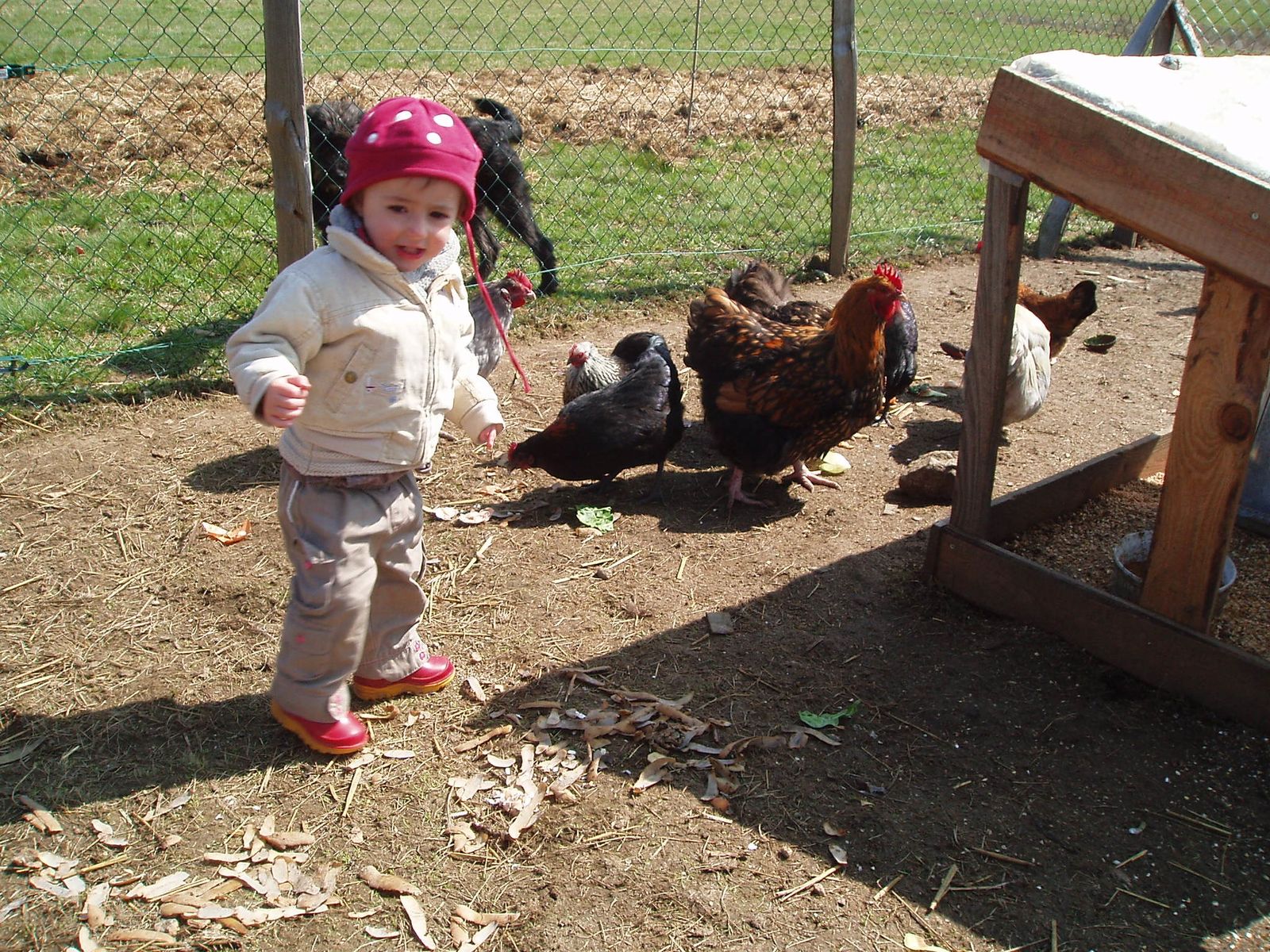 Basse-Cour, Volaille - Poultry - jardinduheronpourpre.overblog.com