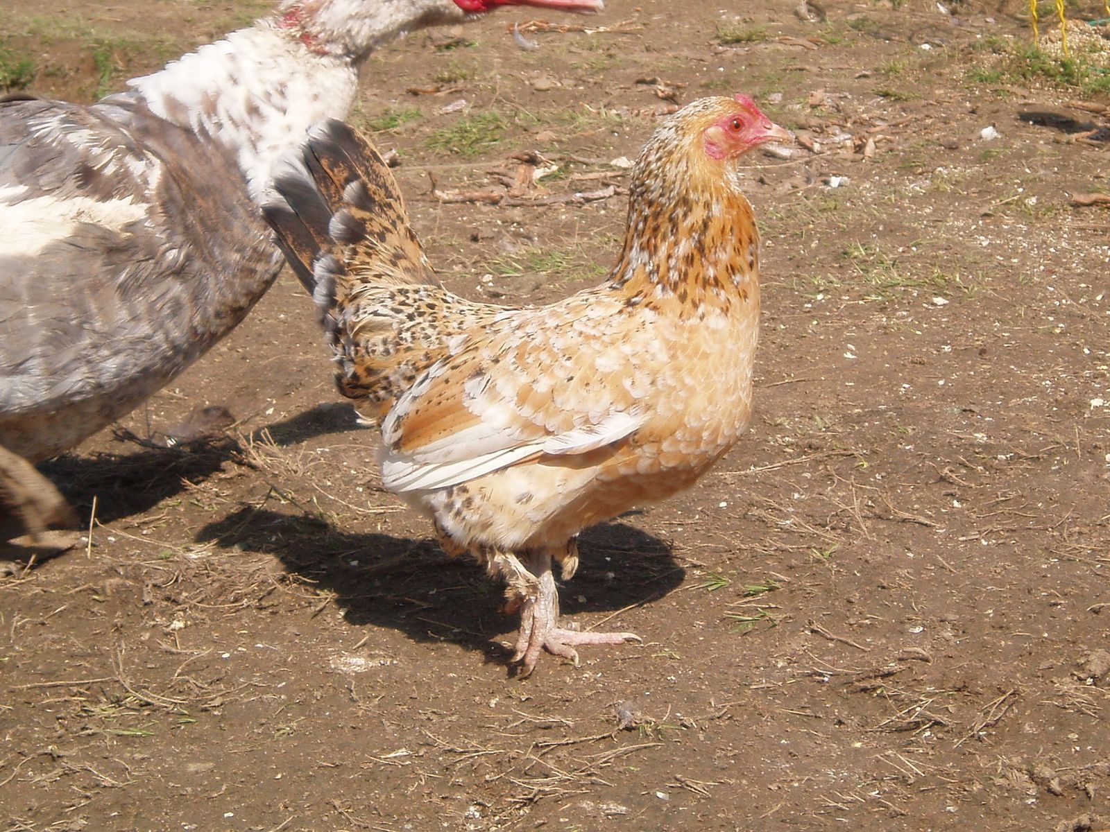 Basse-Cour, Volaille - Poultry - jardinduheronpourpre.overblog.com