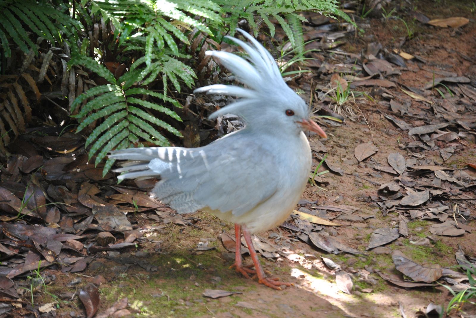 cagou - définition - C'est quoi