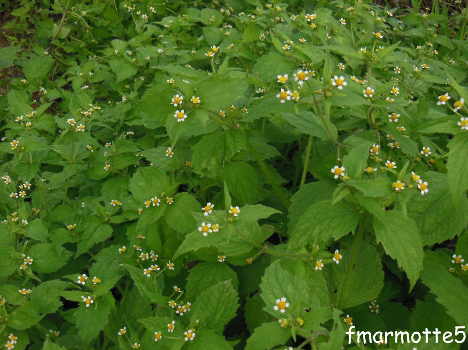 Galinsoga, plante invasive. - Le blog de FMarmotte5