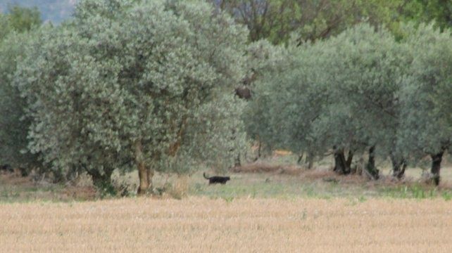 Etrange panthère à Oraison dans les Alpes de Haute-Provence - Le blog ...