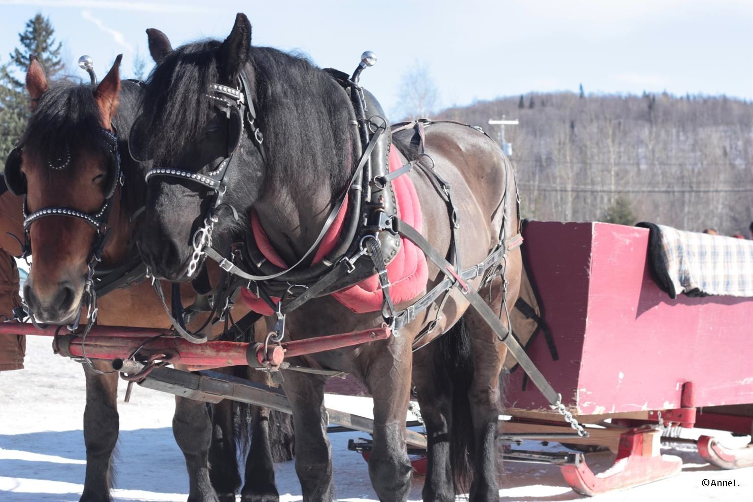 La Tablée des pionniers - A. Montréal