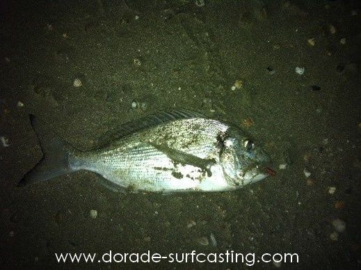 23 mars 2014 - Loups Dorades et Marbrés - Dorade Surfcasting